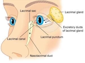 Dacryoadenitis Treatment NYC | Tear Gland Inflammation Downtown Manhattan
